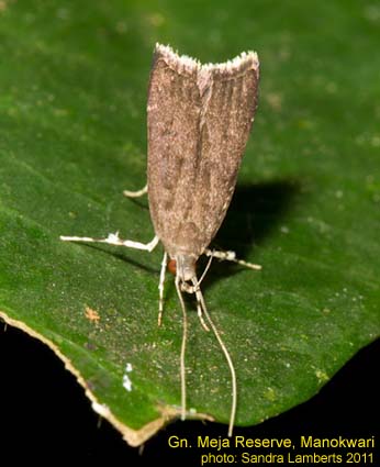 Papua Insects Foundation (Lepidoptera/Lecithoceridae)